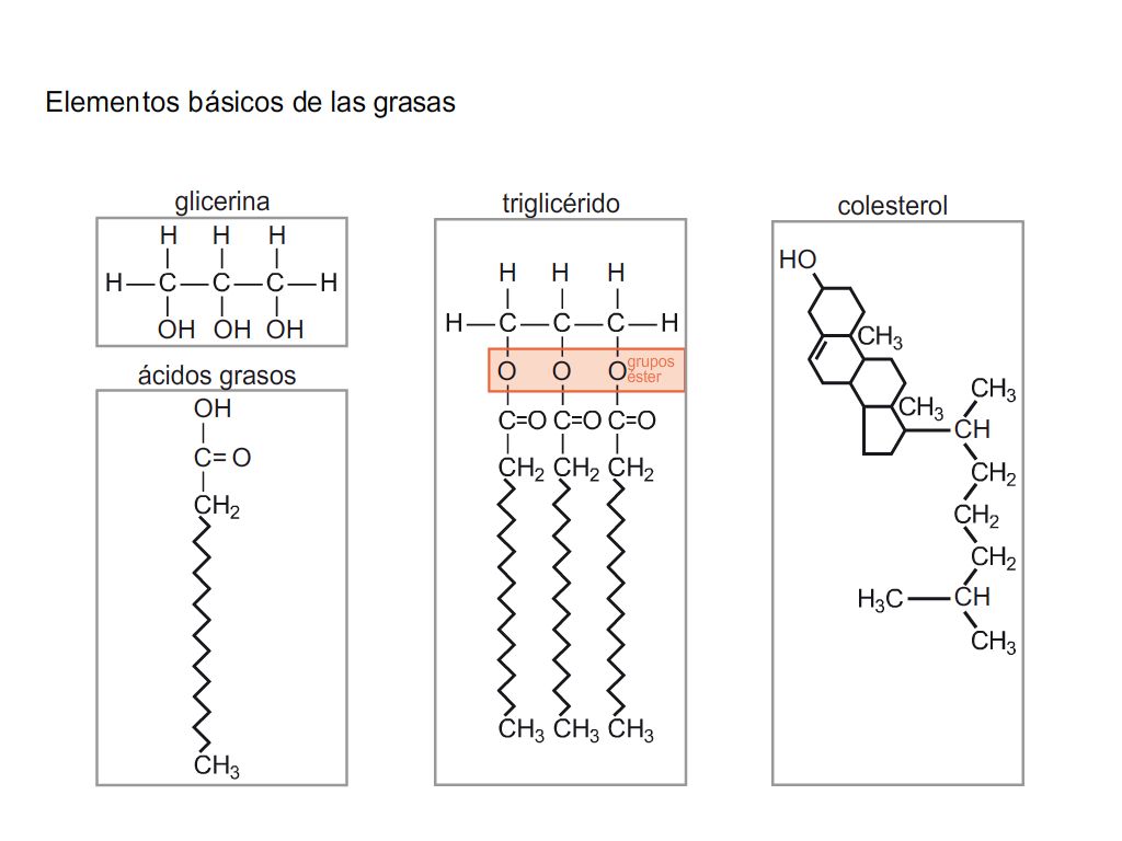 Elementos básicos de las grasas | CREA